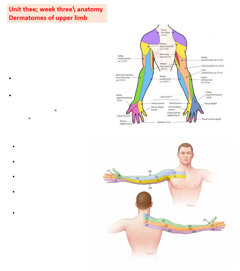 Dermatome of Upper Limb Week Three Unit Three | PDF