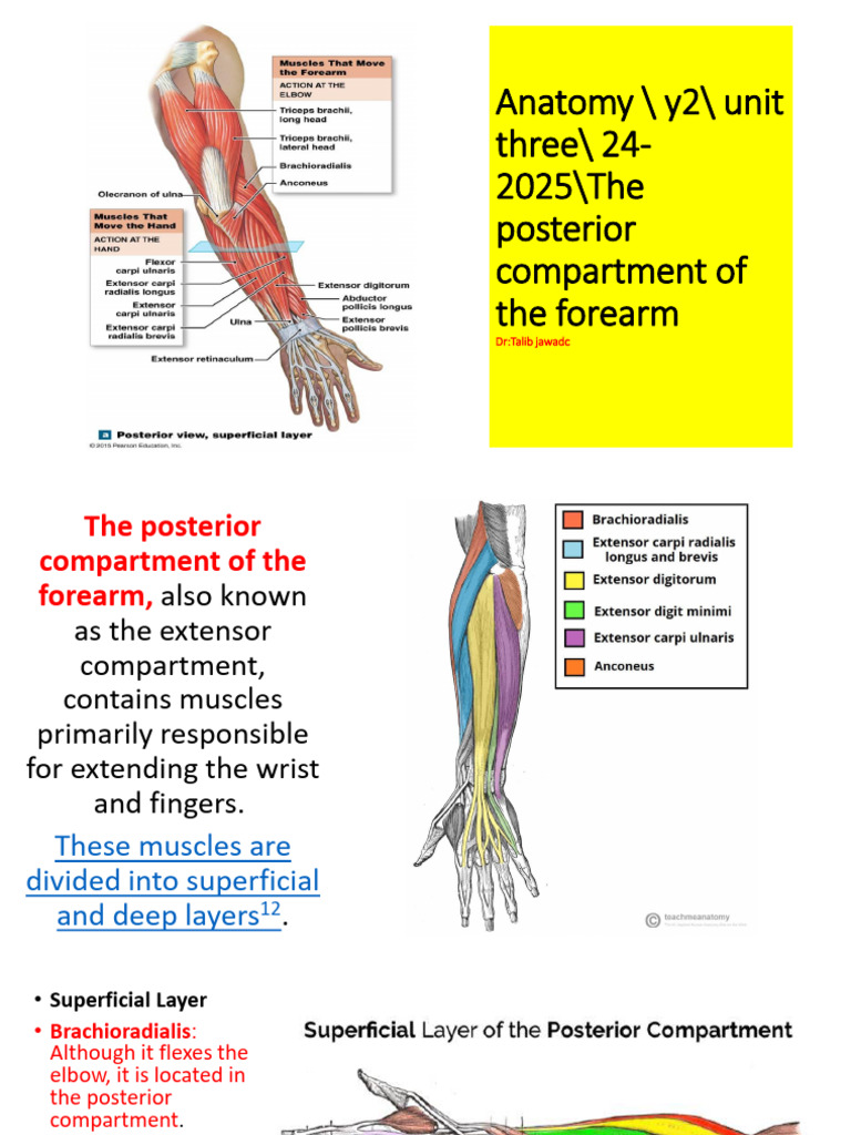 Posterior compartment of fore arm talib jawad | PDF | Thumb | Elbow