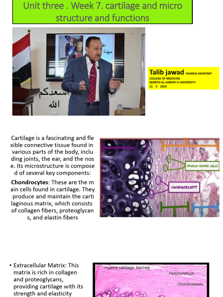 Cartilage: Structure, Types, and Functions | PDF | Cartilage ...
