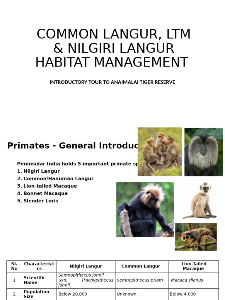 Monkey | PDF | Forests | Natural Environment