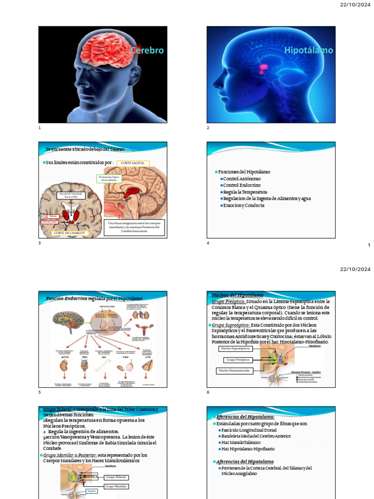Anatomía y Funciones del Hipotálamo | PDF | Hipotálamo | Fluido ...