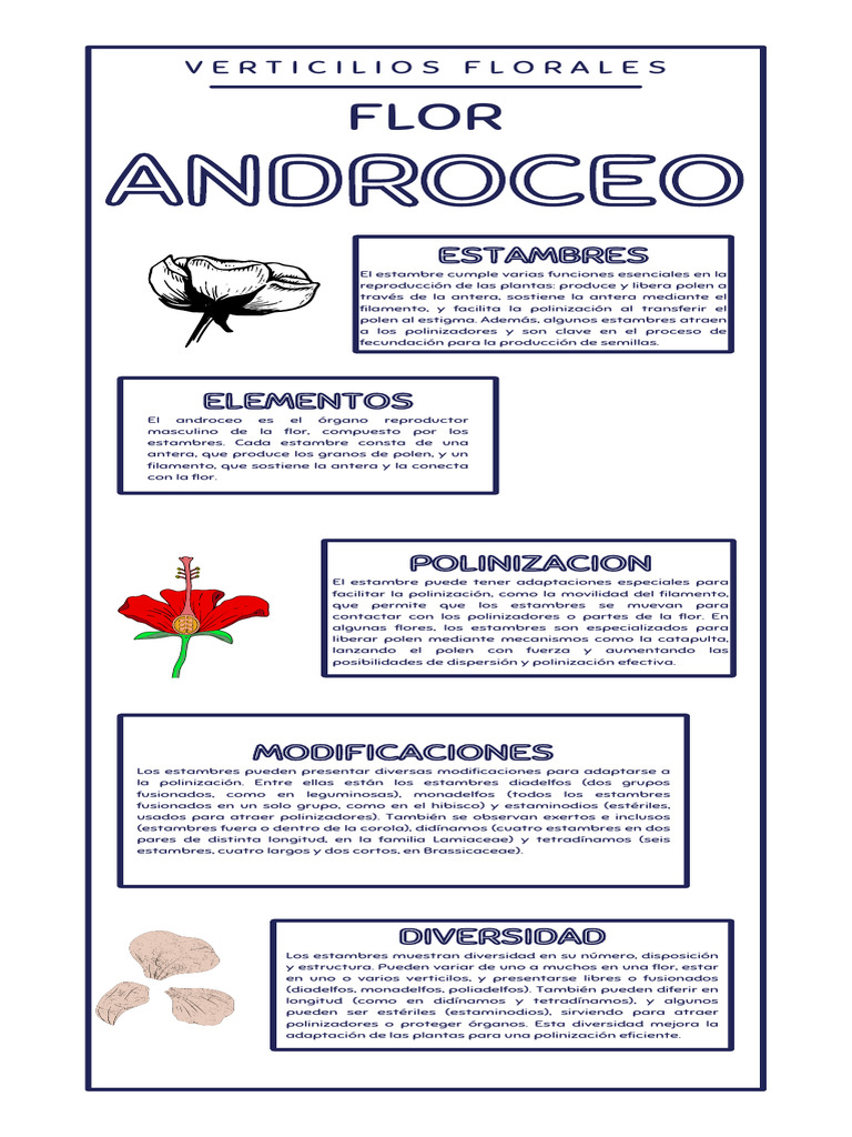 Androceo | PDF | Flores | Botánica
