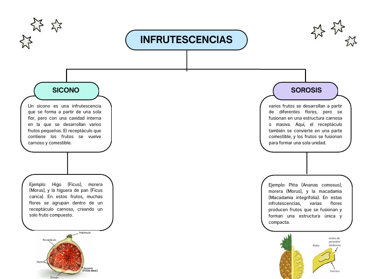 Sicono y Sorosis: Tipos de Infrutescencias | PDF