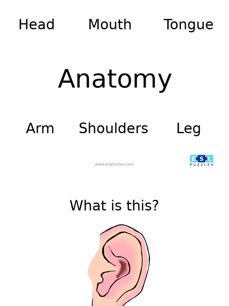 ESL Anatomy Vocabulary Quiz | PDF