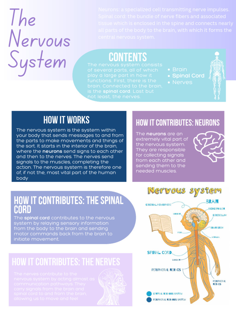 Overview of the Nervous System | PDF