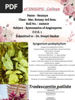 Gumamela Flower Parts and Functions | PDF | Petal | Flowers