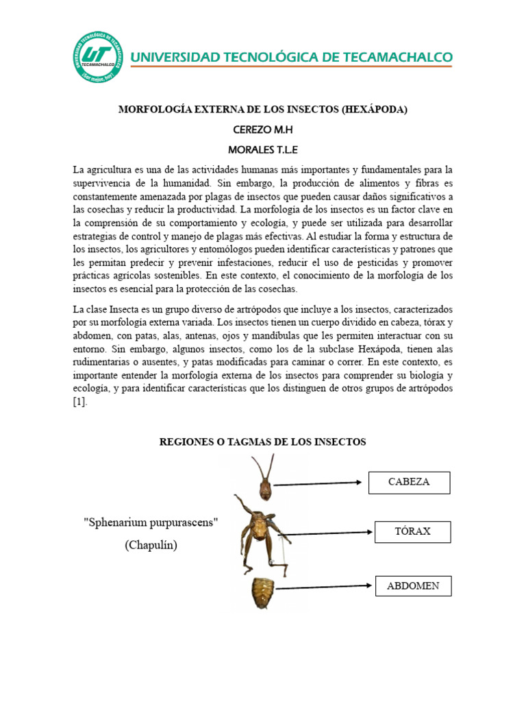 Morfología Externa de Insectos Hexápoda | PDF | Insectos | Hexapoda