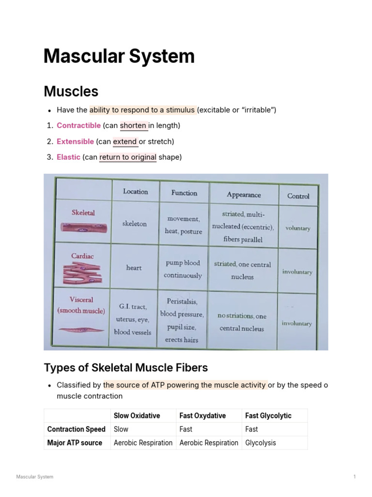 Mascular System | PDF | Muscle | Skeletal Muscle