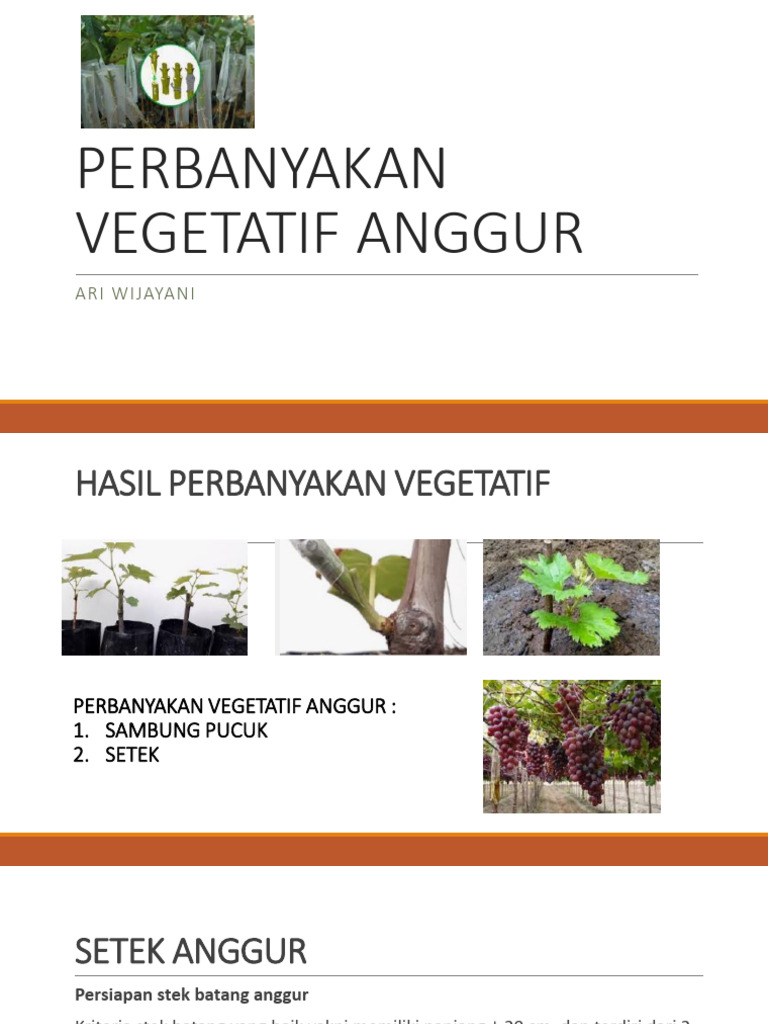 Perbanyakan Vegetatif Anggur | PDF