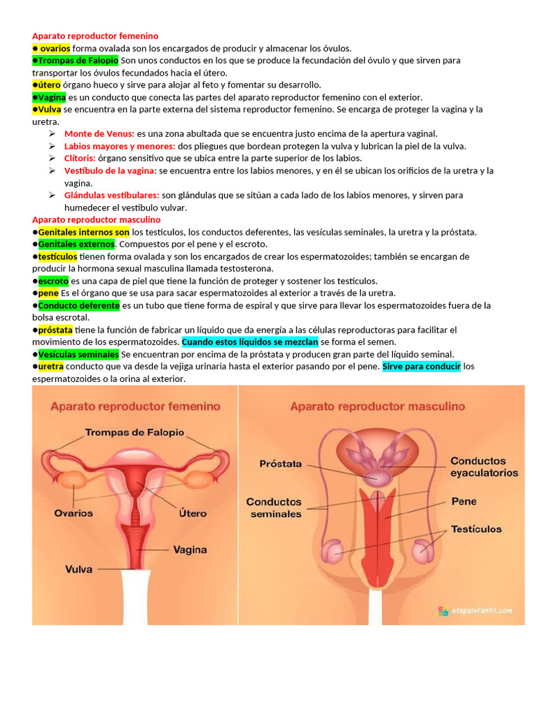 Aparato reproductor femenino | PDF | Sistema reproductivo | Labios