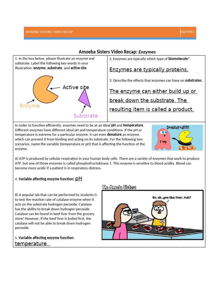 Amoeba Sisters Enzyme Handout | PDF | Enzyme | Catalase