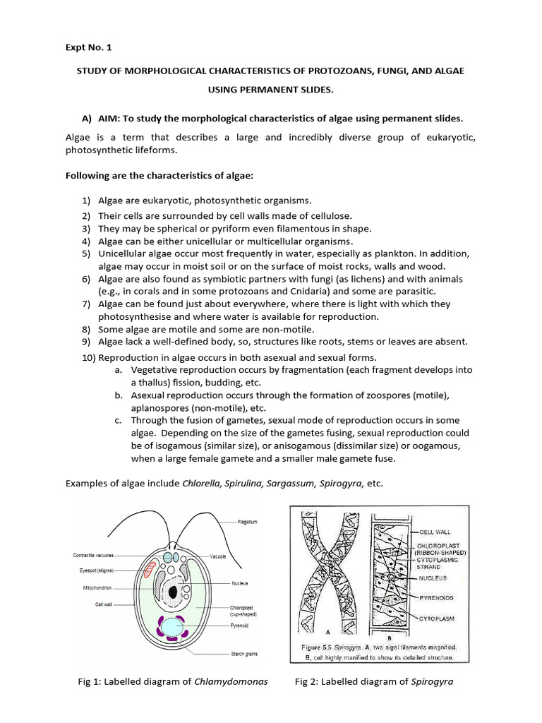 Expt 2 Characteristics of Algae, Fungi, Protozoa | PDF | Protozoa | Fungus