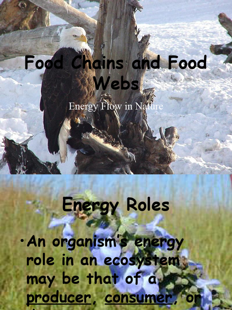 Food Chains and Web - ppt-1 | PDF | Foods | Food Web