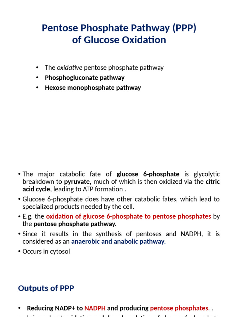 Lecture - 40 - Pentose Phosphate Pathway - PPP - 1 | PDF | Nicotinamide ...