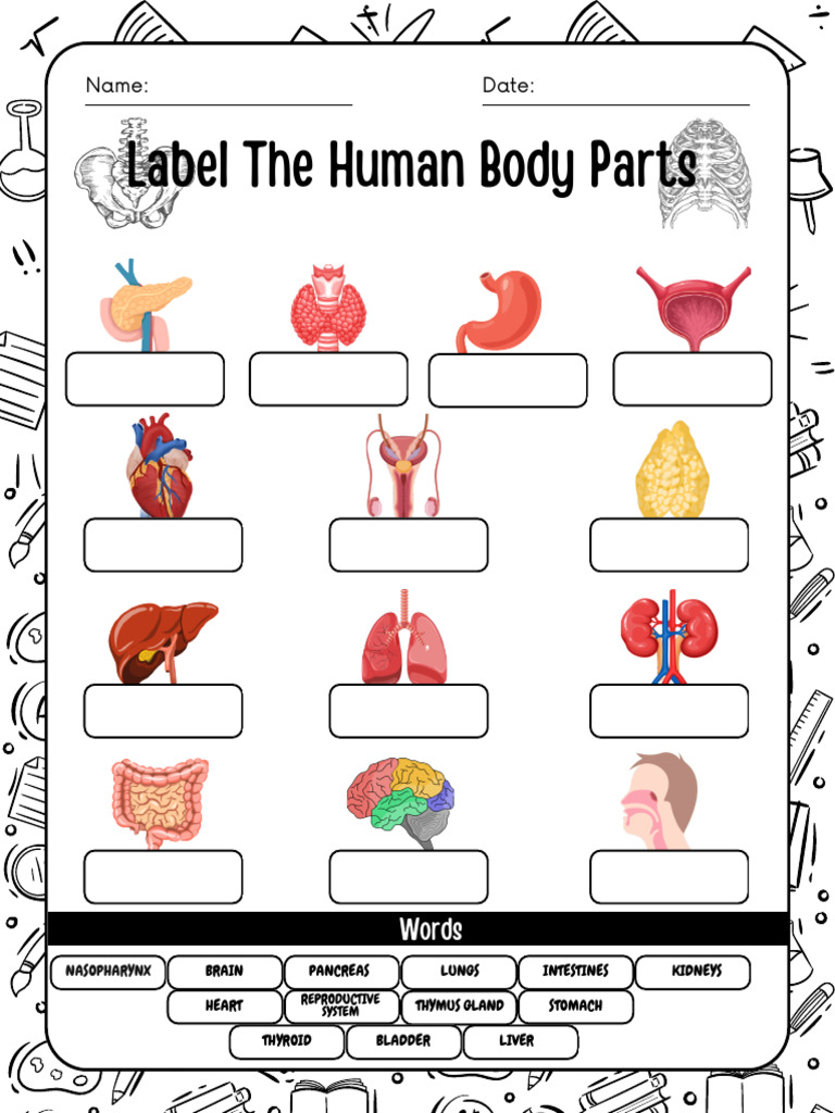 Human Body Parts Labeling Activity | PDF | Stomach | Morphology (Biology)