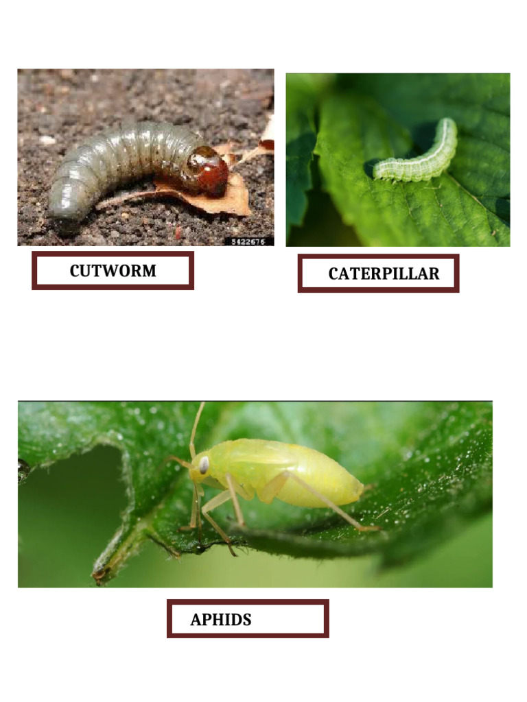 APHIDS | PDF