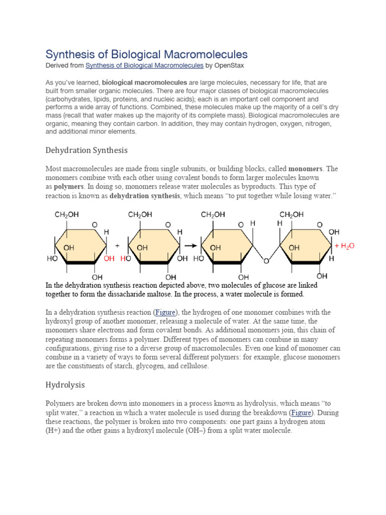 Synthesis of Biological Macromolecules | PDF | Macromolecules | Biomolecules
