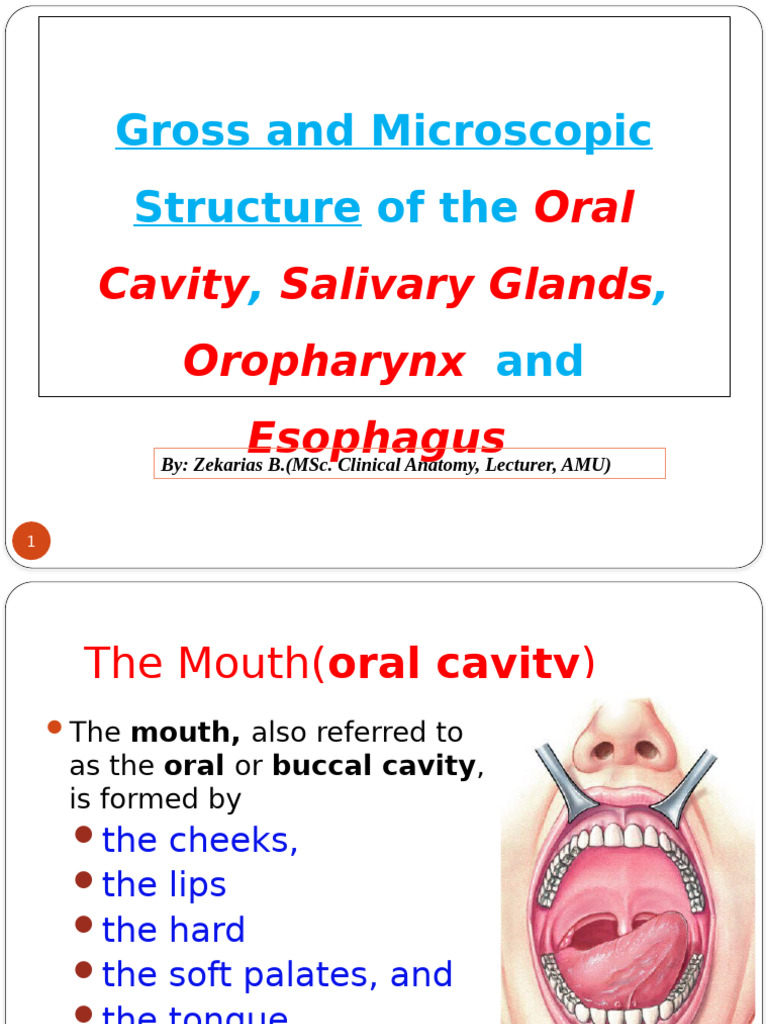 1gross and Microscopic Structure of The Oral Cavity, Salivary Fin | PDF ...