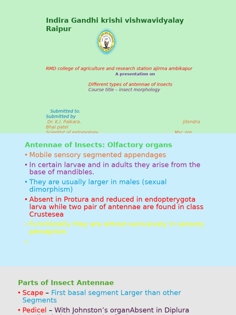 Jitendra Patel Insect Morphology | PDF | Insects | Beetle