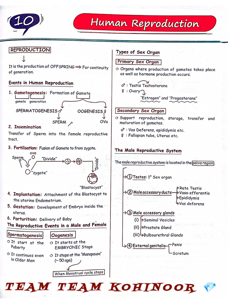 Human Reproduction Zoology Med Easy by Team Kohinoor | PDF