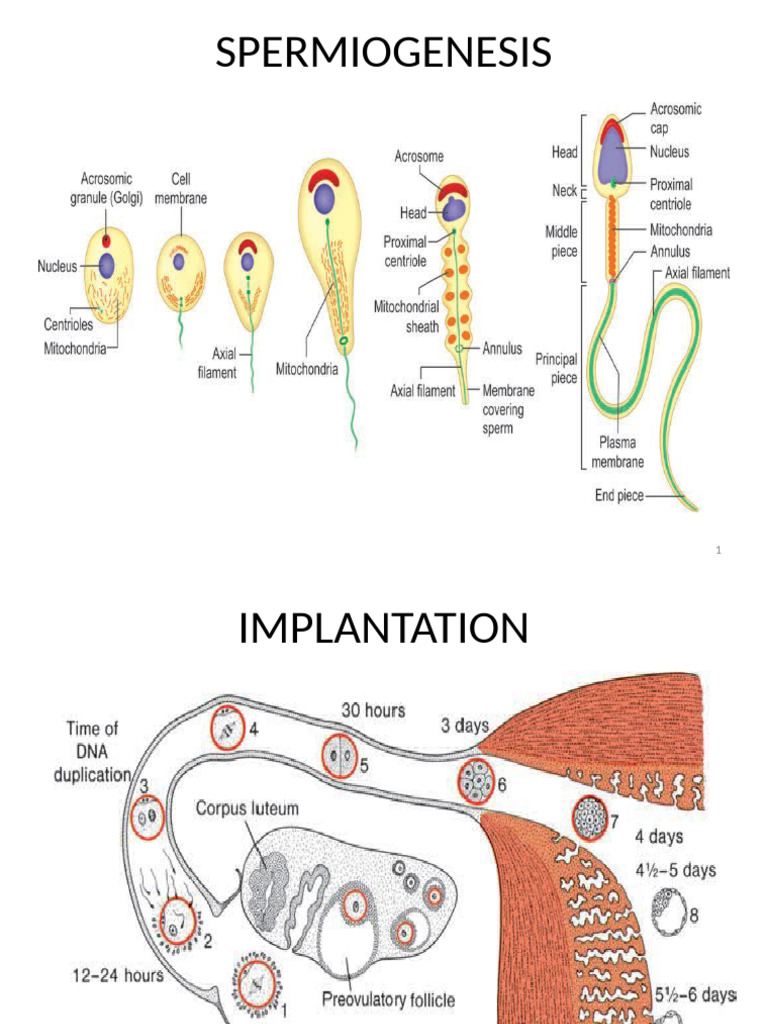 Embryonic Development Stages | PDF