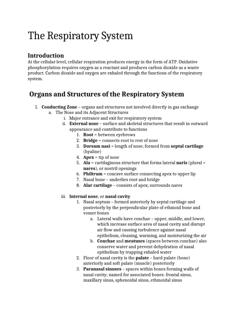 Respiratory System Overview | PDF | Lung | Human Nose