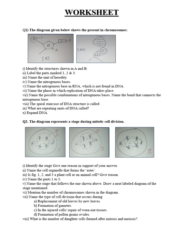 Genetics and Cell Division Worksheet | PDF | Genotype | Cell (Biology)