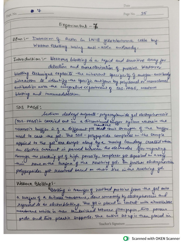Experiment 7 Western Blot Introduction | PDF