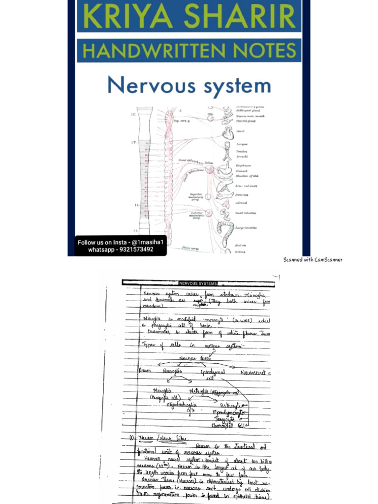 Nervous System Kriya Sharir Notes | PDF