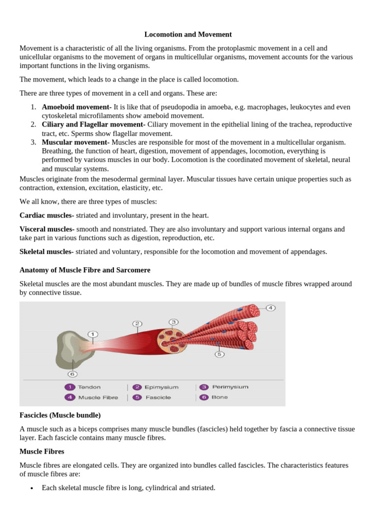 Understanding Locomotion and Muscle Function | PDF | Muscle Contraction ...