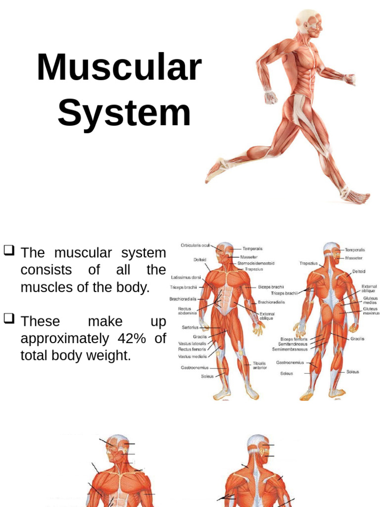 Muscular System | PDF | Muscle | Skeletal Muscle