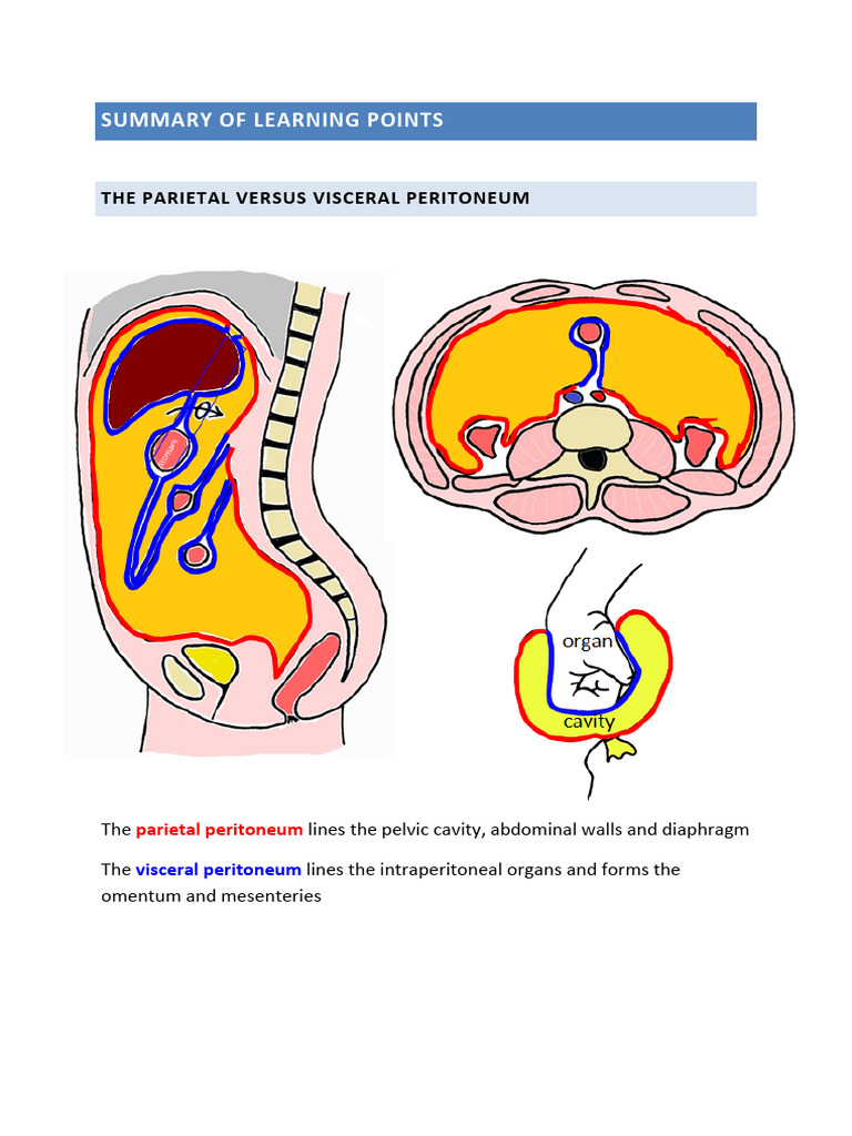 Peritoneum Anatomy: Omentum & Organs | PDF