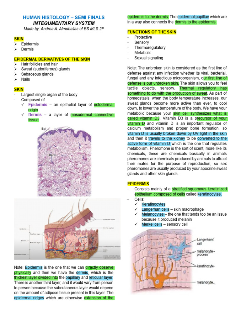 SF-INTEGUMENTARY-SYSTEM-NOTES | PDF | Skin | Epidermis
