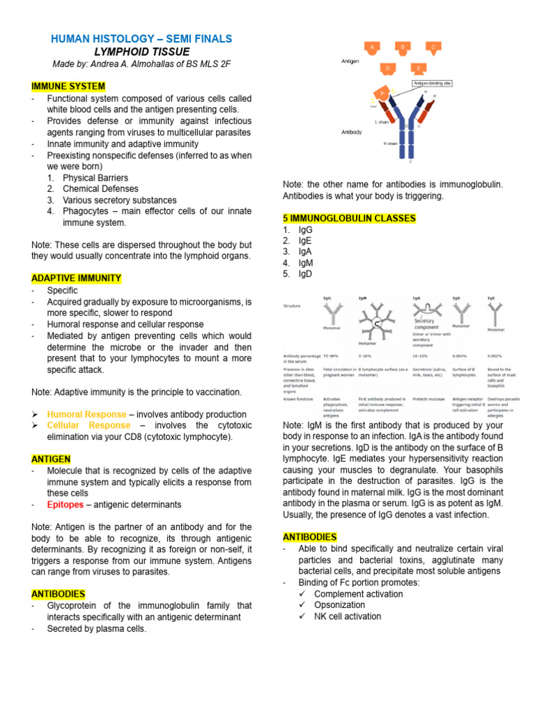 Lymphoid Tissue and Immune Response Overview | PDF | Lymph Node ...