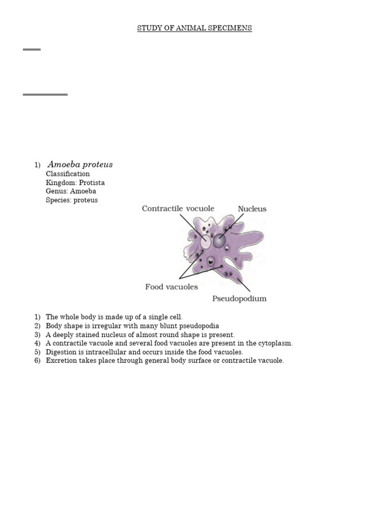 Classification of Animal Specimens | PDF | Mollusca | Insects