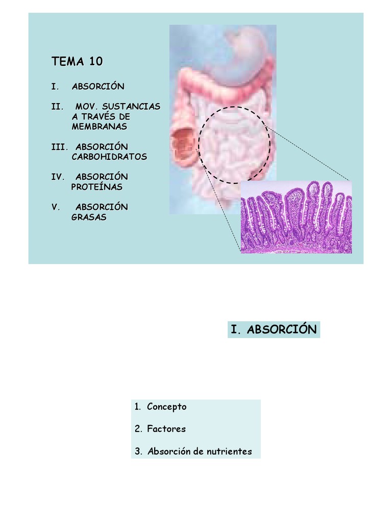 Mecanismos de Absorcion Intestinal Nutrientes | PDF | Digestión | Lípido Mecanismos de Absorcion Intestinal Nutrientes | PDF | Digestión | Lípido