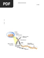 Clase#2 Dotación Cromosomica. | PDF | Cromosoma | Biología Celular)
