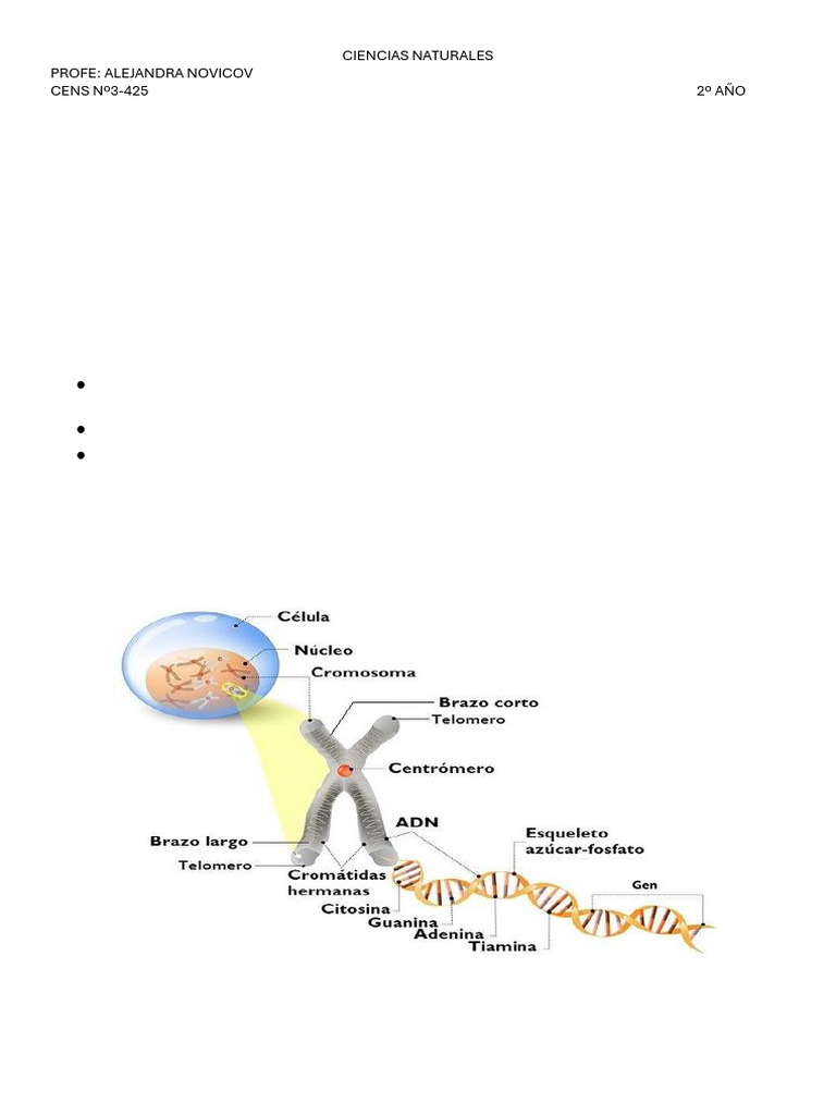 CROMOSOMAS | PDF | Cromosoma | Gene