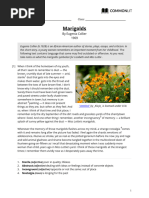 Marigolds Eugenia Collier | PDF