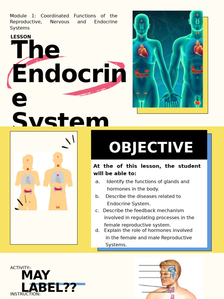 G10 - The Endocrine System | PDF | Luteinizing Hormone | Endocrine System