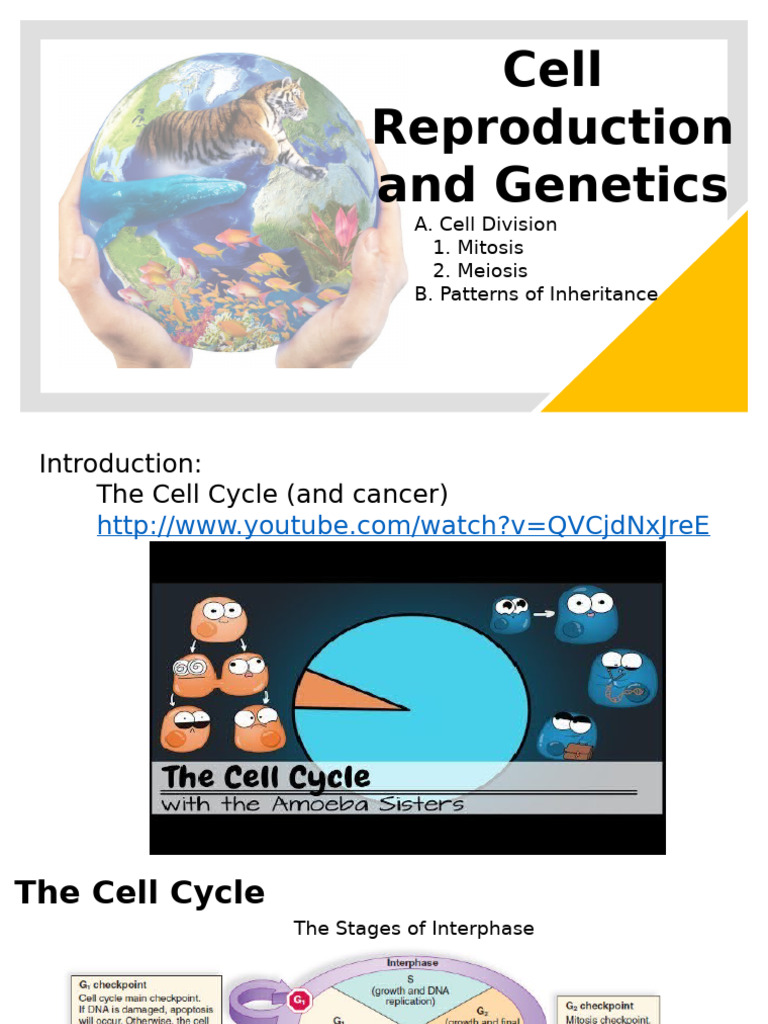 Cell Division and Genetics Explained | PDF | Mitosis | Meiosis