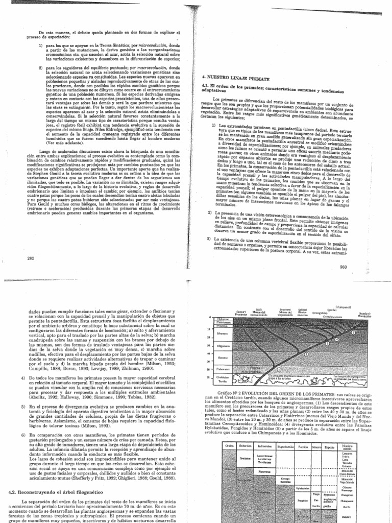 Tapia Pinoti e Icasate. Apartado 4 Linaje Primate | PDF | Seleccion ...
