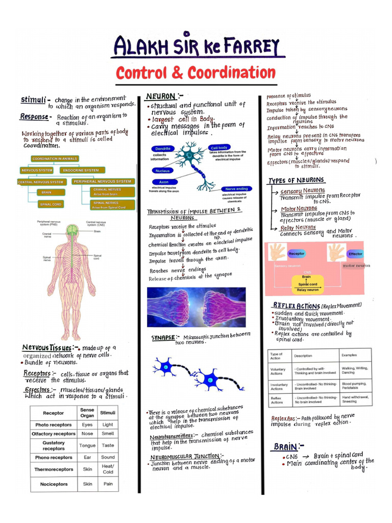 Control & Coordination FARREY + CYQ | PDF