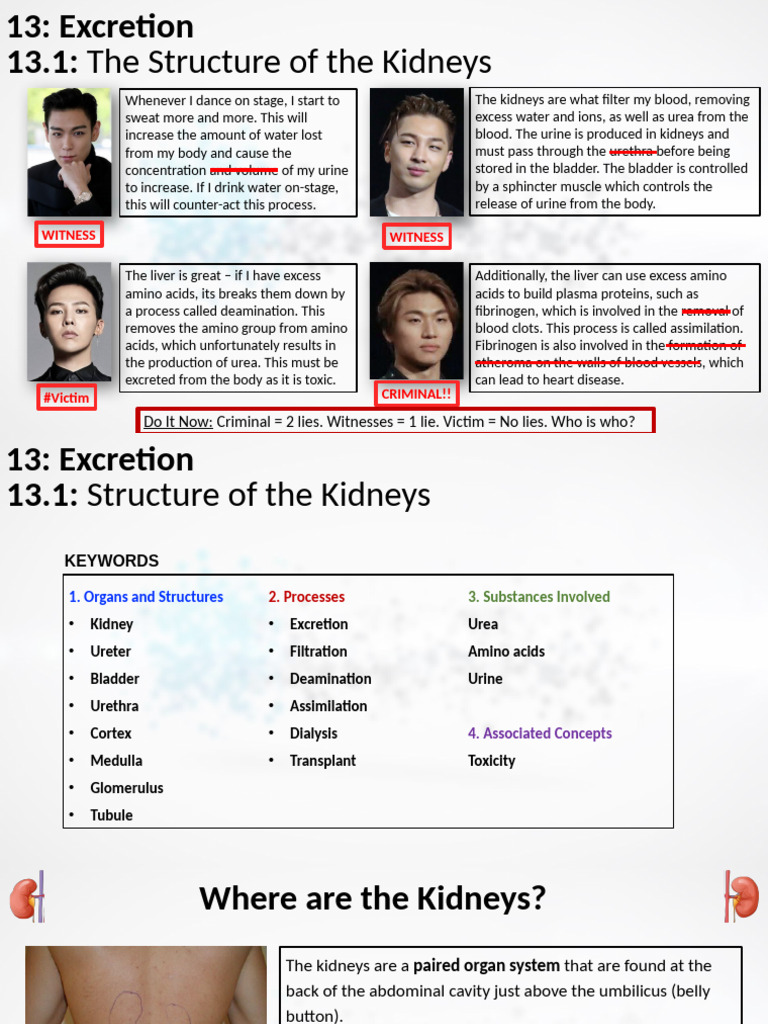 13.1 L2 - Structure of the Kidneys | PDF | Kidney | Medical Specialties