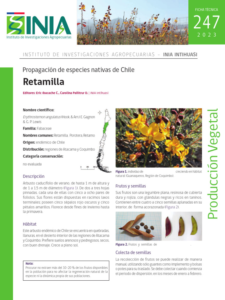 Retamilla: Erythrostemon angulatus en Chile | PDF | Semilla | Germinación