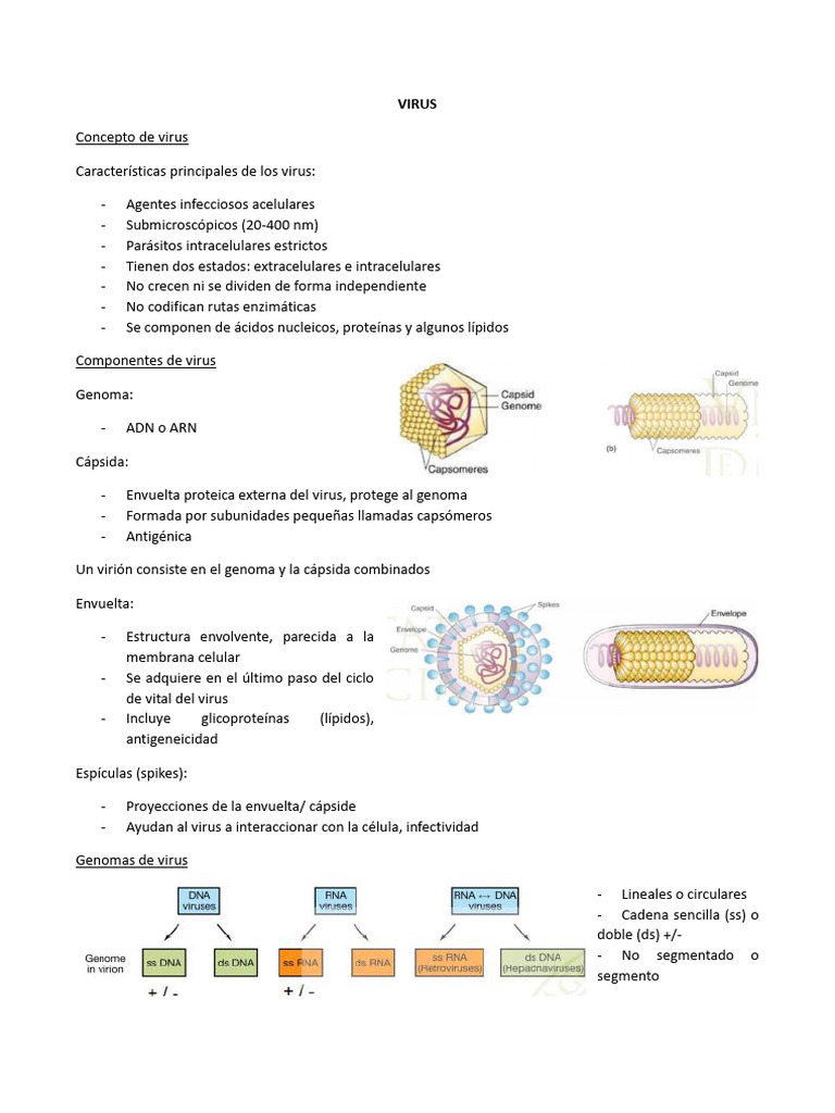 Características y Ciclo de los Virus | PDF | Virus | Macromoléculas
