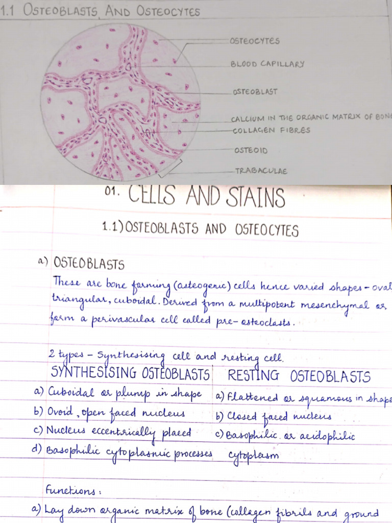 Cells & Stains | PDF