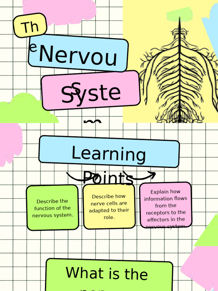 The Nervous System Biology Presentation in A Colorful Style | PDF | Neuron | Stimulus (Physiology)