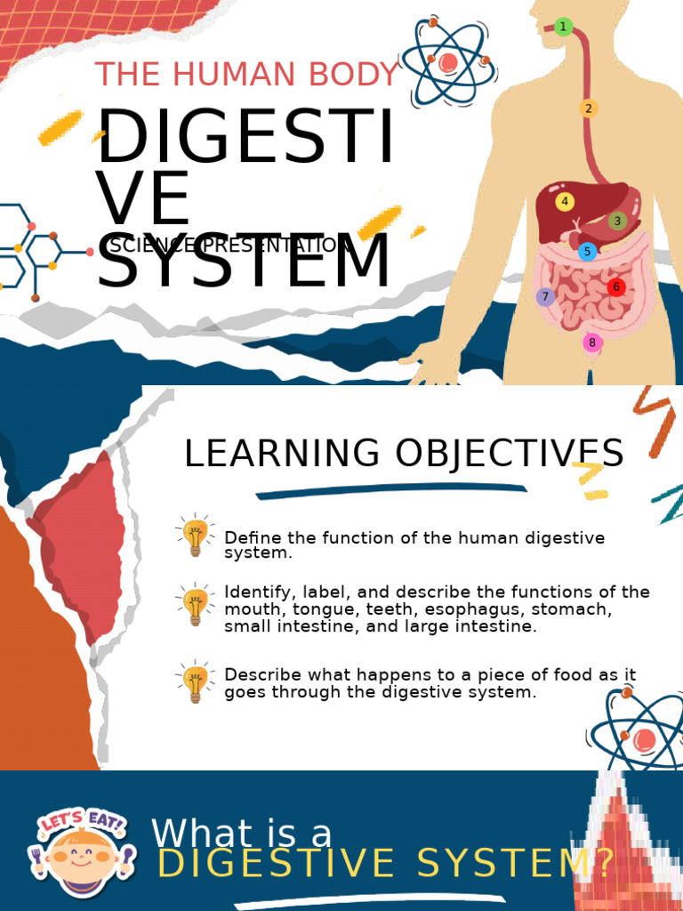 Digestive System Science Presentation in Pink Blue Orange Illustrative ...