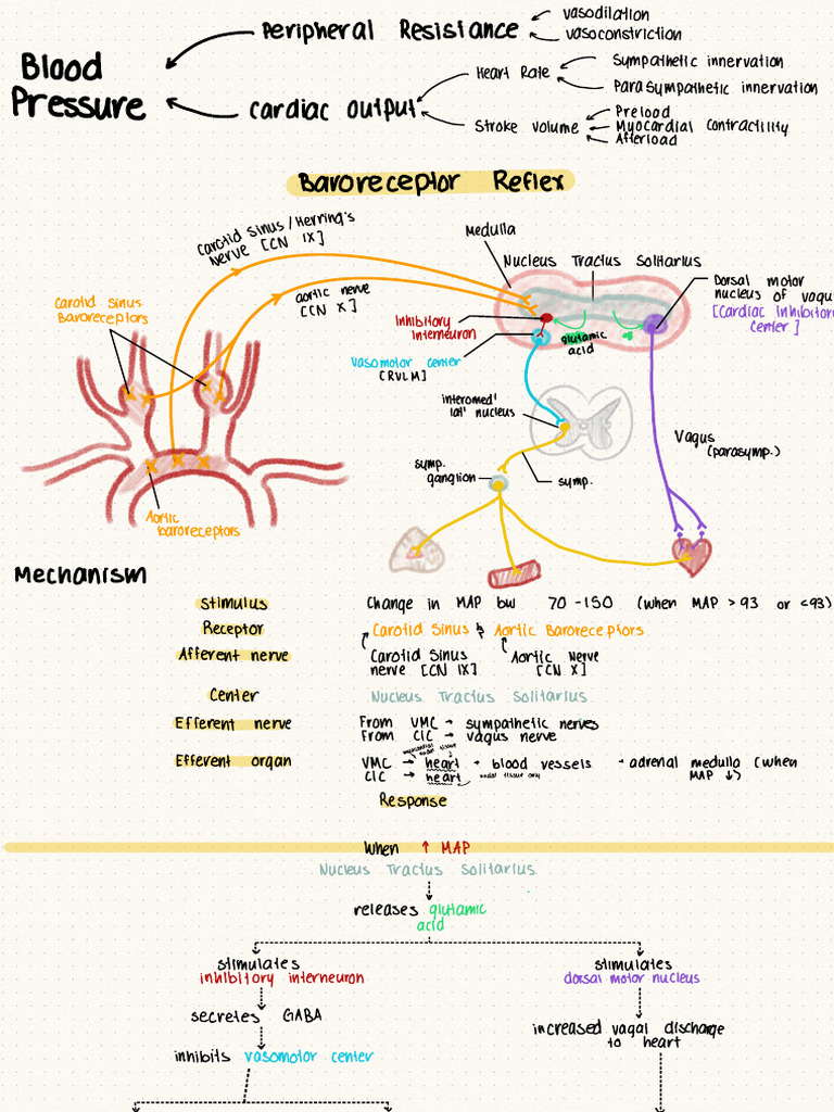 Cardiovascular Baroreceptor Reflex | PDF